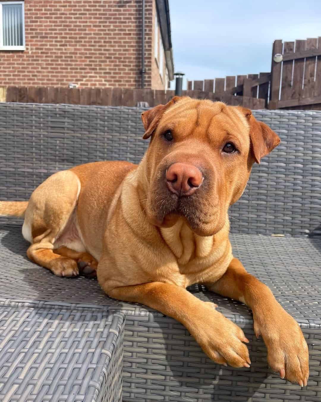 37 Interesting Shar-Pei Mixes You Must See (With Pictures)