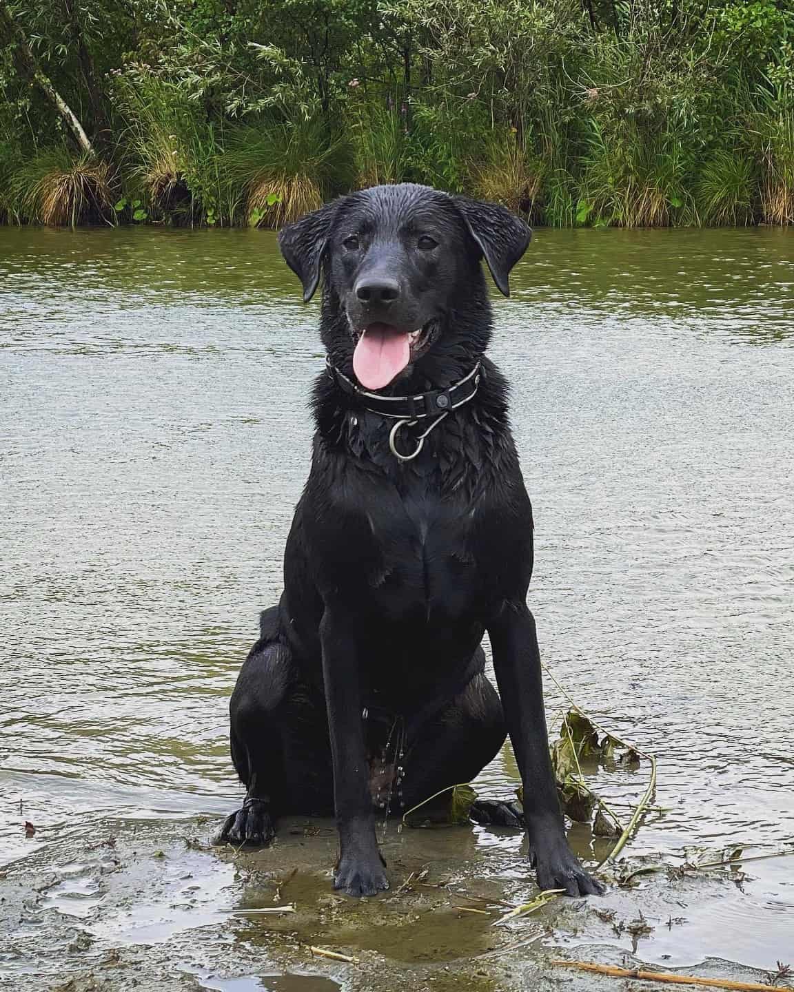 Belgian Malinois Mixes: 22 Unique Crossbreeds (With Pictures)