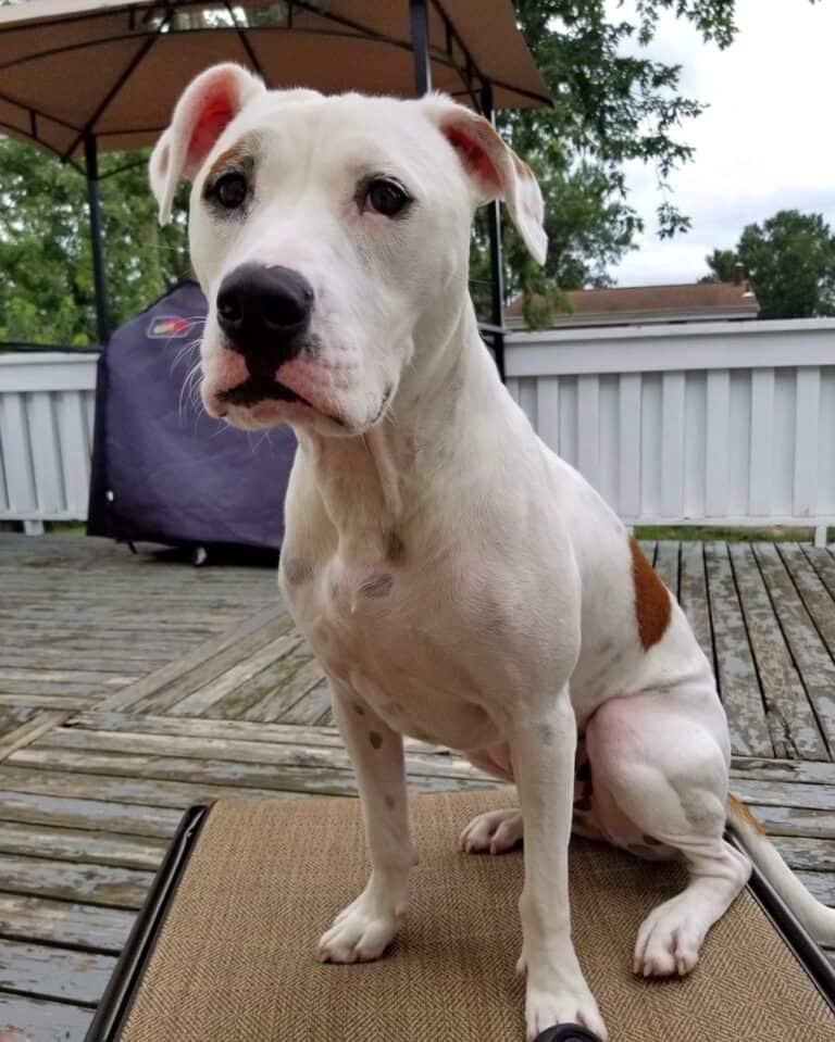 36 Bull Terrier Mixes You'll Want to Bring Home