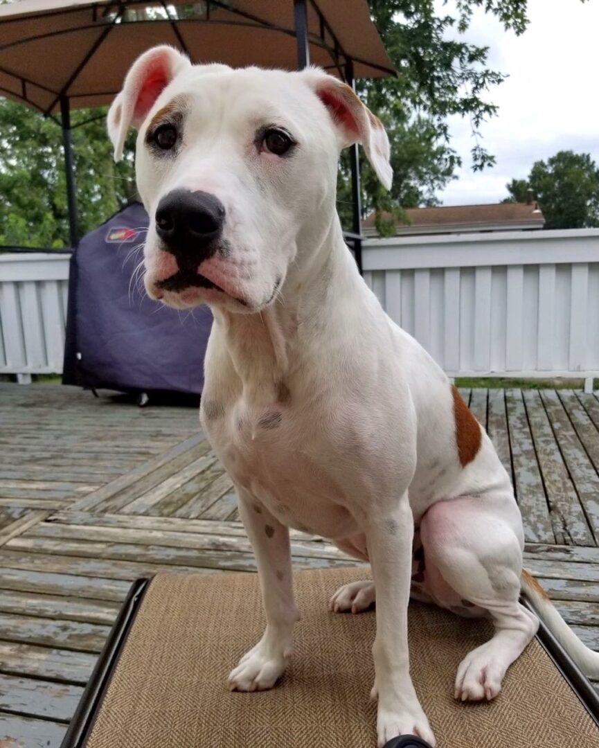 36 Bull Terrier Mixes You'll Want to Bring Home