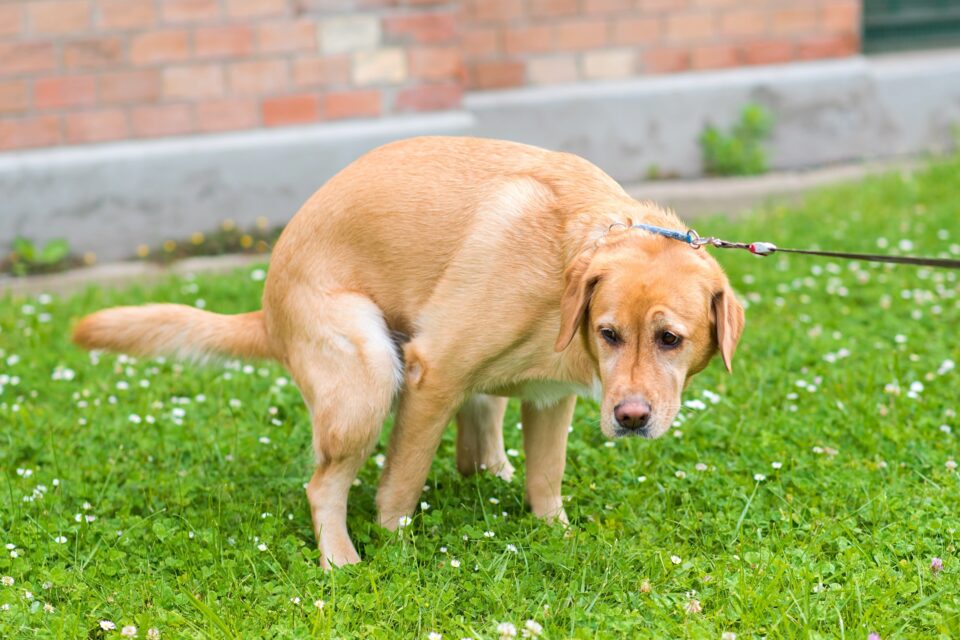 Dog Poop Stuck Halfway? - 6 Ways to Remove Stuck Dog Poop