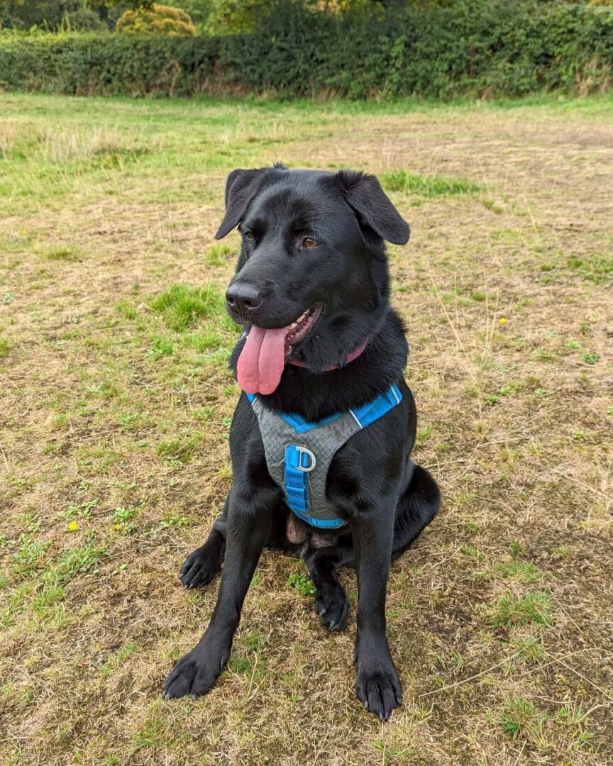 Akita Mixes: 38 Unique Akita Crossbreeds (With Pictures)