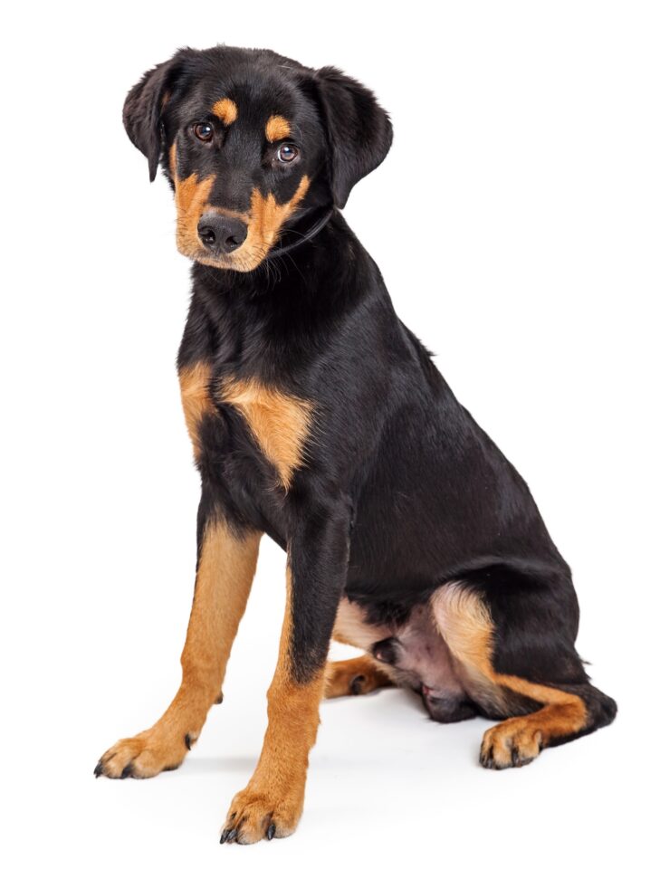 Rottweiler Mixes: 41 Best Rottie Crossbreeds (With Pictures)