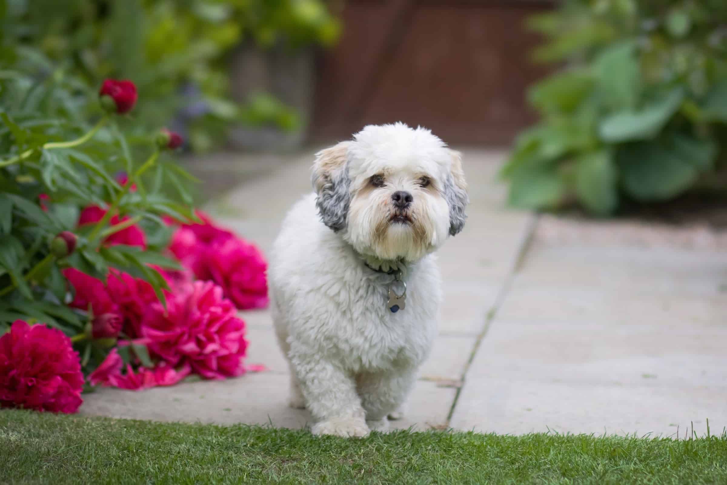 Short-Haired Lhasa Apso: Can Lhasa Apsos Have Short Hair?