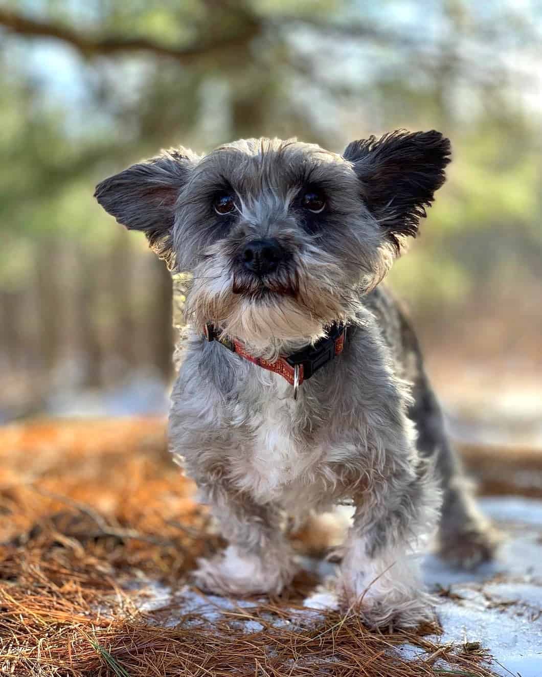 64 Cutest Corgi Mixes You'll Want to Adopt (With Pictures)