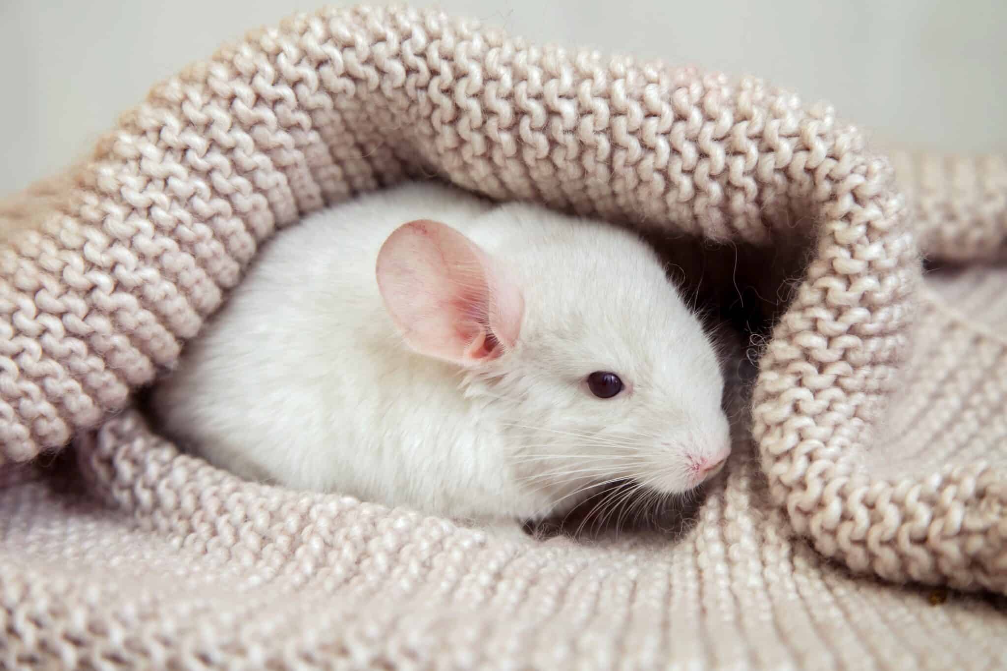 White Chinchilla: Facts, Pictures, Genetics & Health Issues