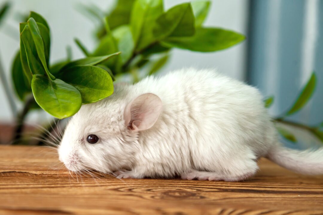 White Chinchilla: Facts, Pictures, Genetics & Health Issues