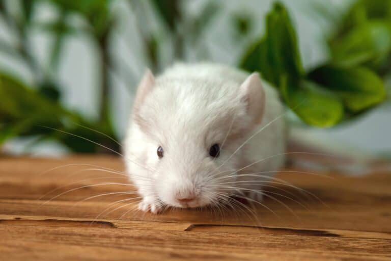 White Chinchilla: Facts, Pictures, Genetics & Health Issues