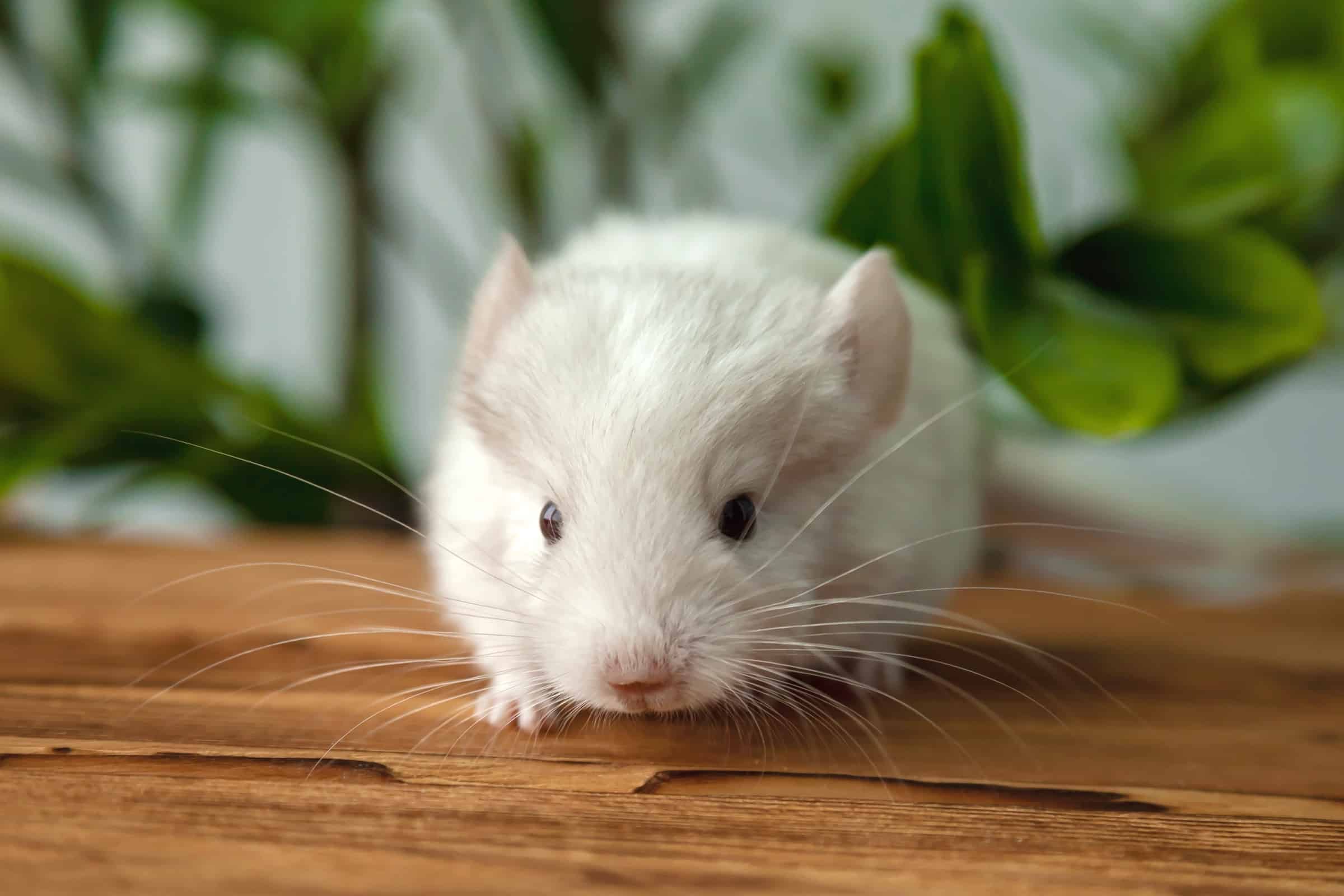 White Chinchilla: Facts, Pictures, Genetics & Health Issues