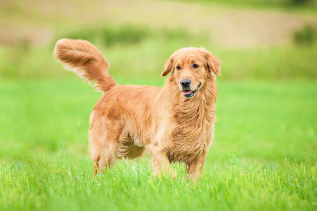 Long-Haired Golden Retriever: Everything You Need to Know