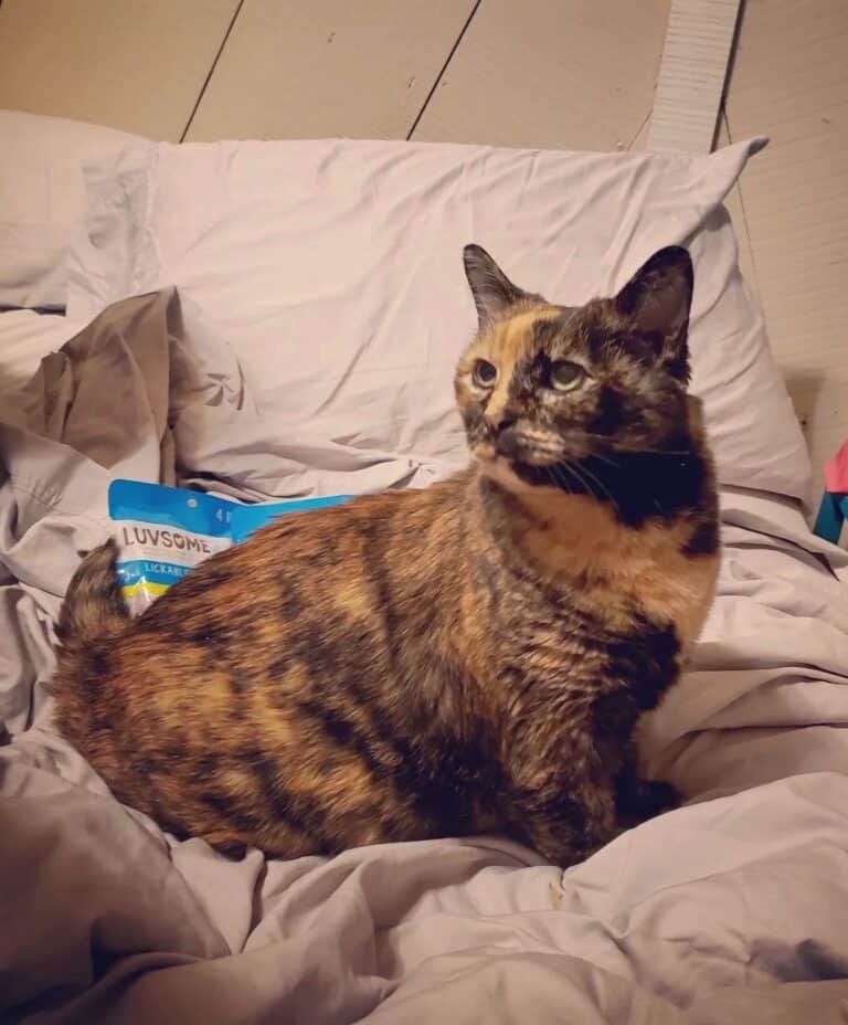 Long Hair Tortoiseshell Cat: Facts, Pictures, Genetics & FAQs