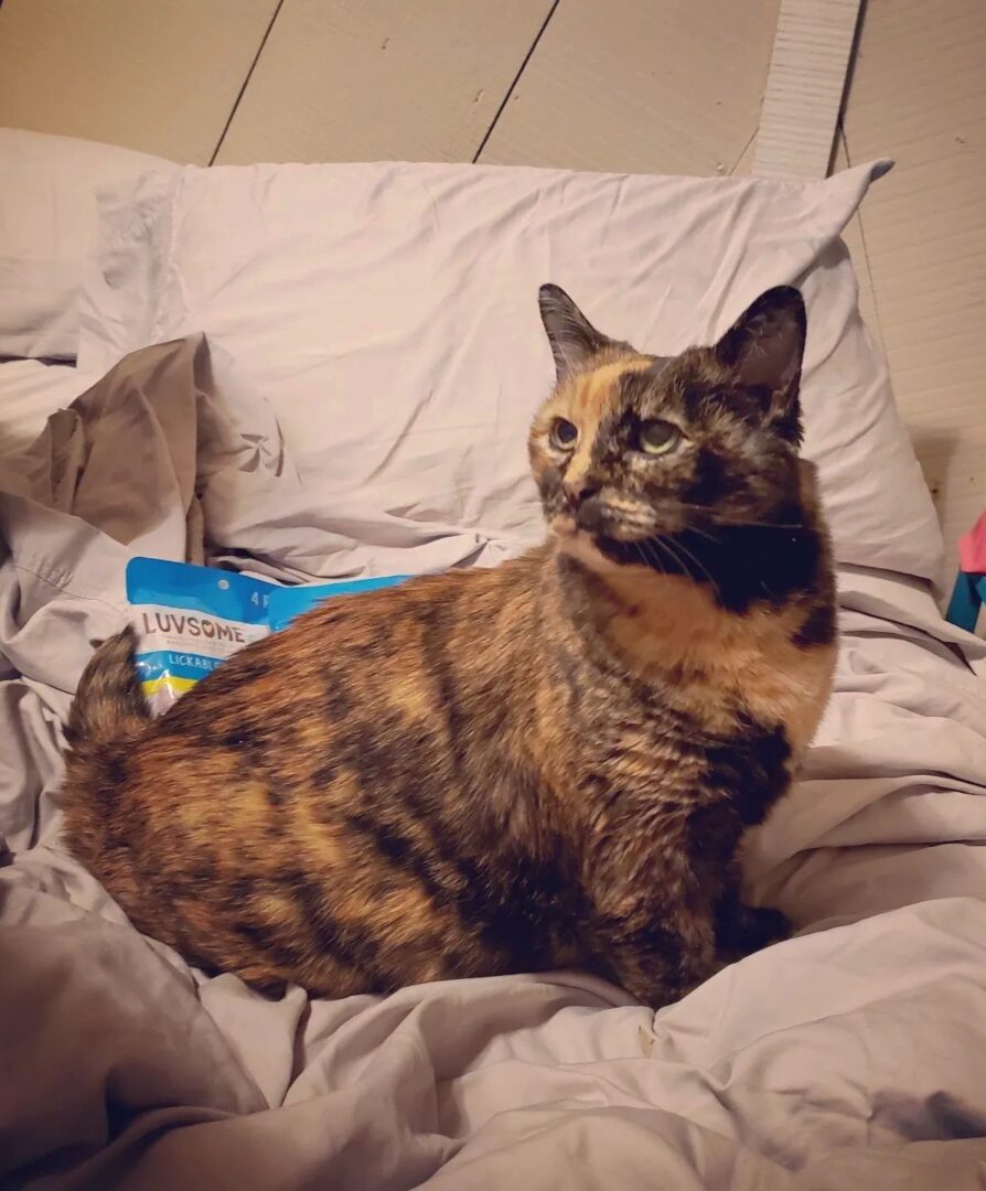 Long Hair Tortoiseshell Cat: Facts, Pictures, Genetics & FAQs