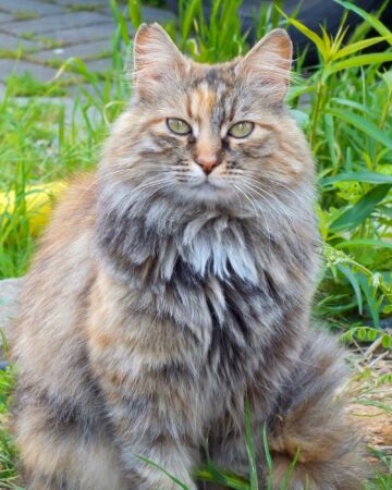 Long Hair Tortoiseshell Cat: Facts, Pictures, Genetics & FAQs