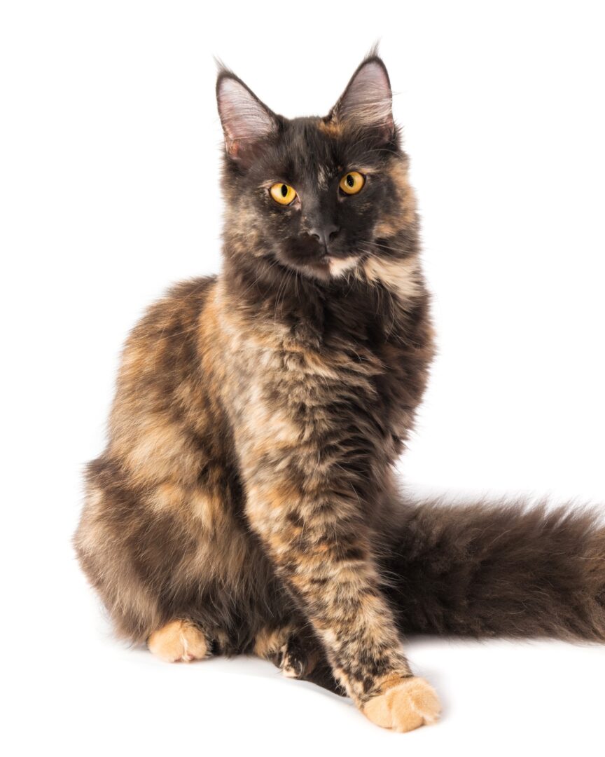 Long Hair Tortoiseshell Cat: Facts, Pictures, Genetics & FAQs
