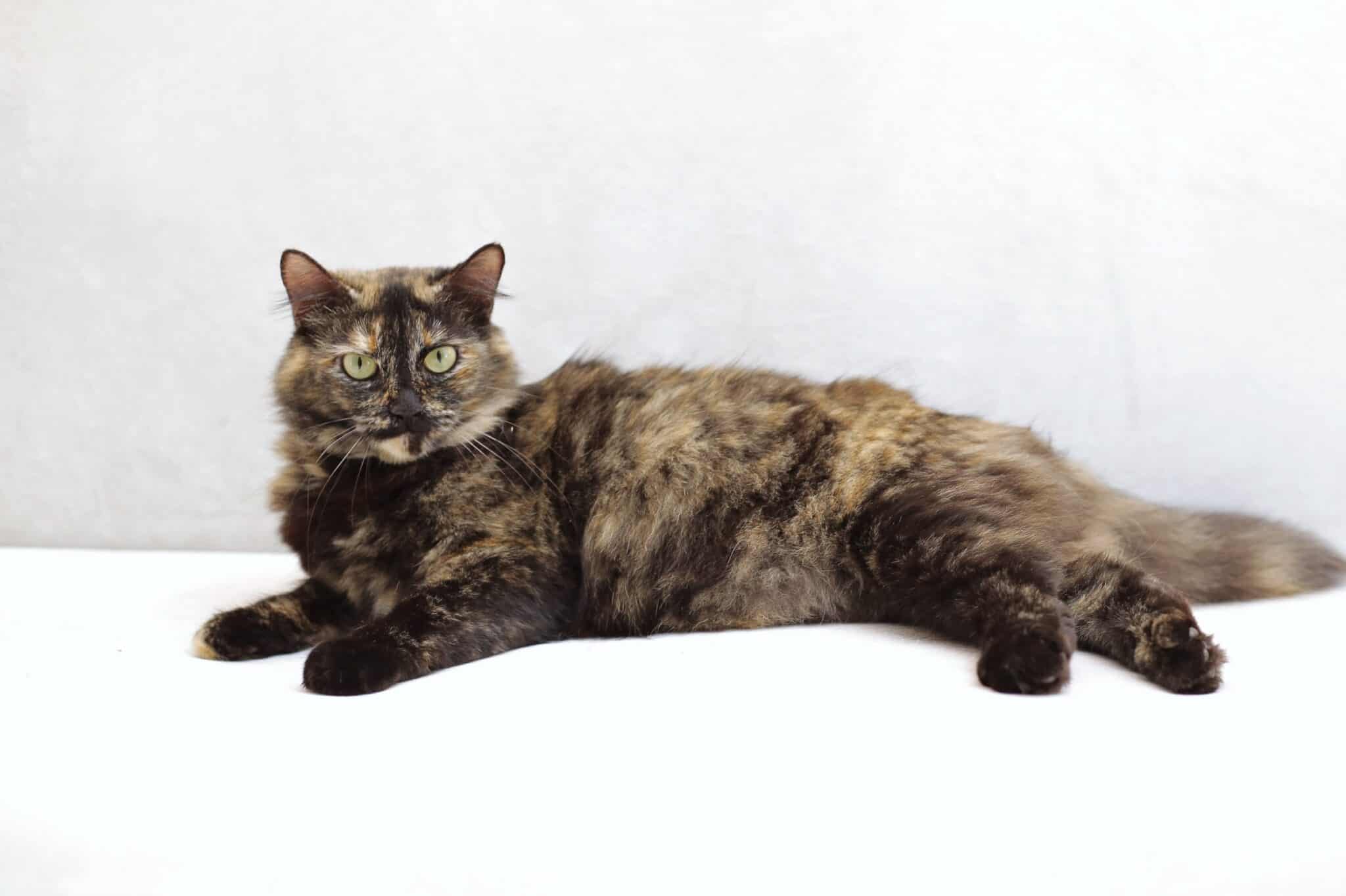 Long Hair Tortoiseshell Cat: Facts, Pictures, Genetics & FAQs