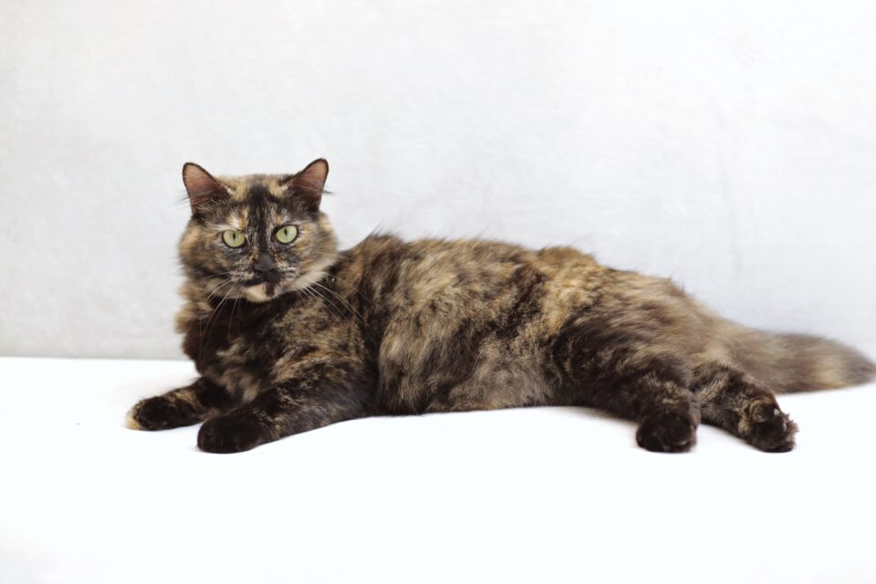 Long Hair Tortoiseshell Cat: Facts, Pictures, Genetics & FAQs