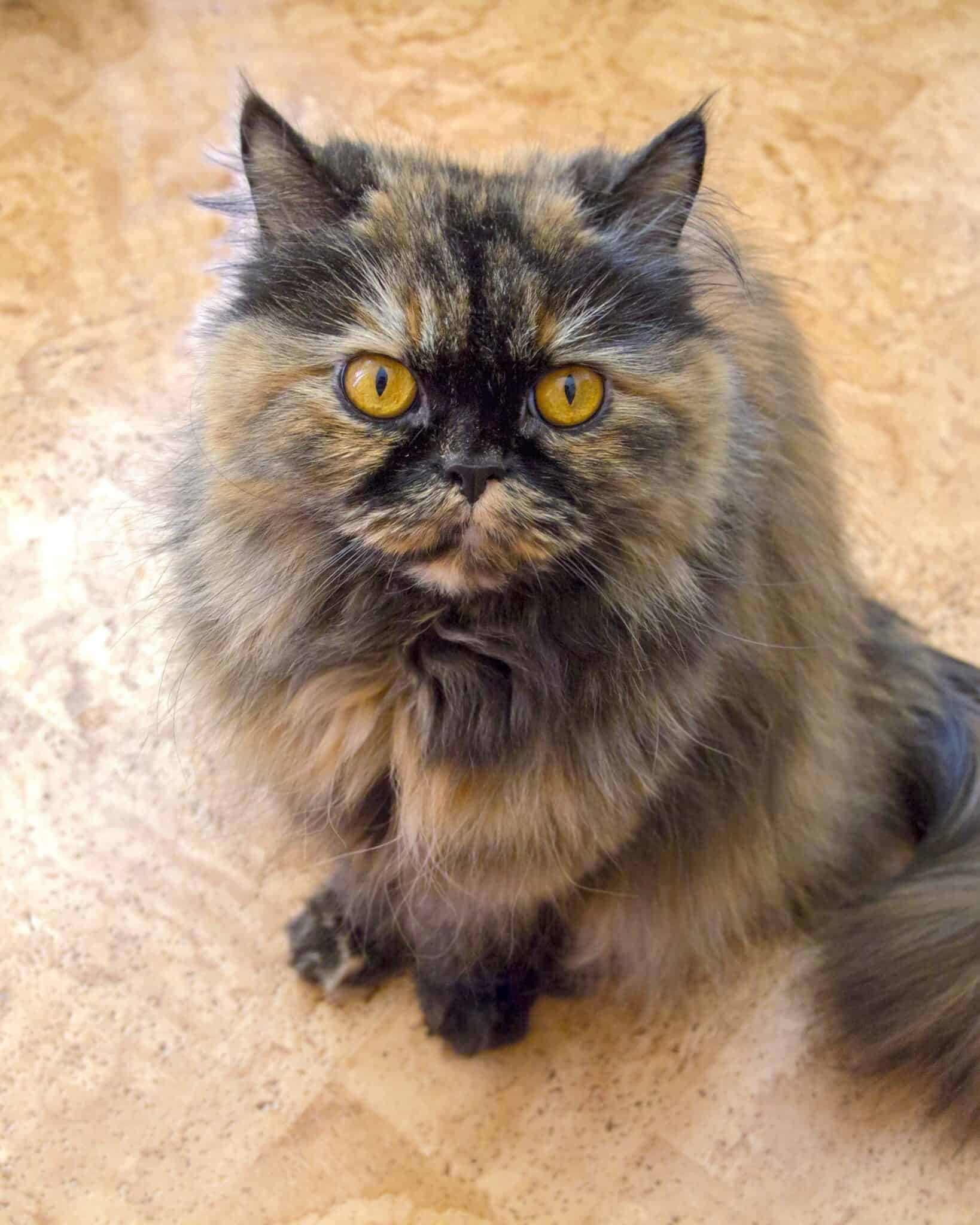 Long Hair Tortoiseshell Cat: Facts, Pictures, Genetics & FAQs