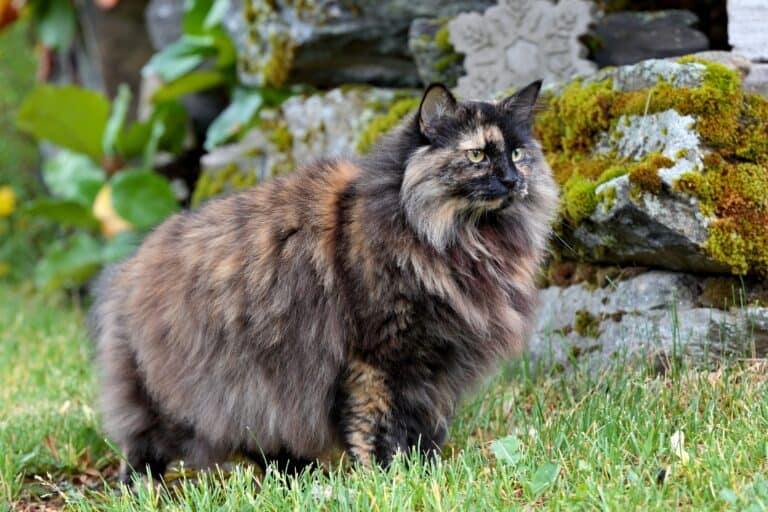 Long Hair Tortoiseshell Cat: Facts, Pictures, Genetics & FAQs
