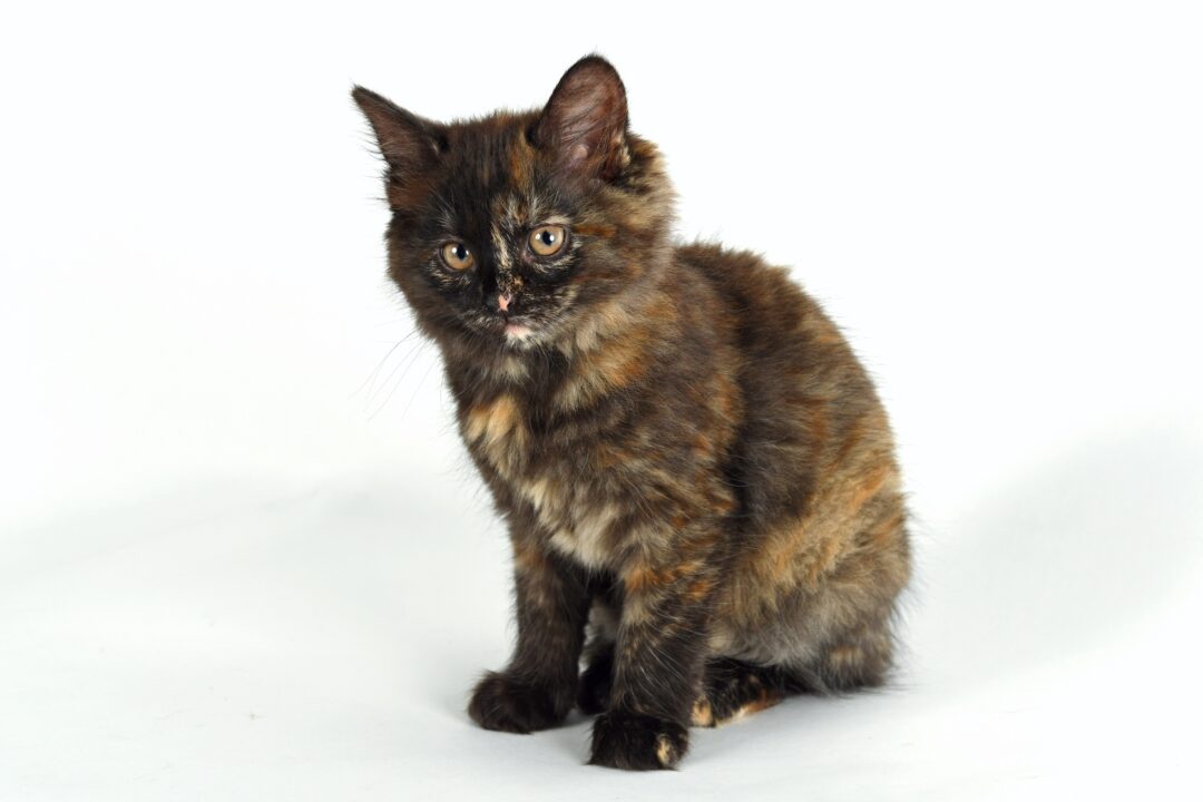 Long Hair Tortoiseshell Cat: Facts, Pictures, Genetics & FAQs