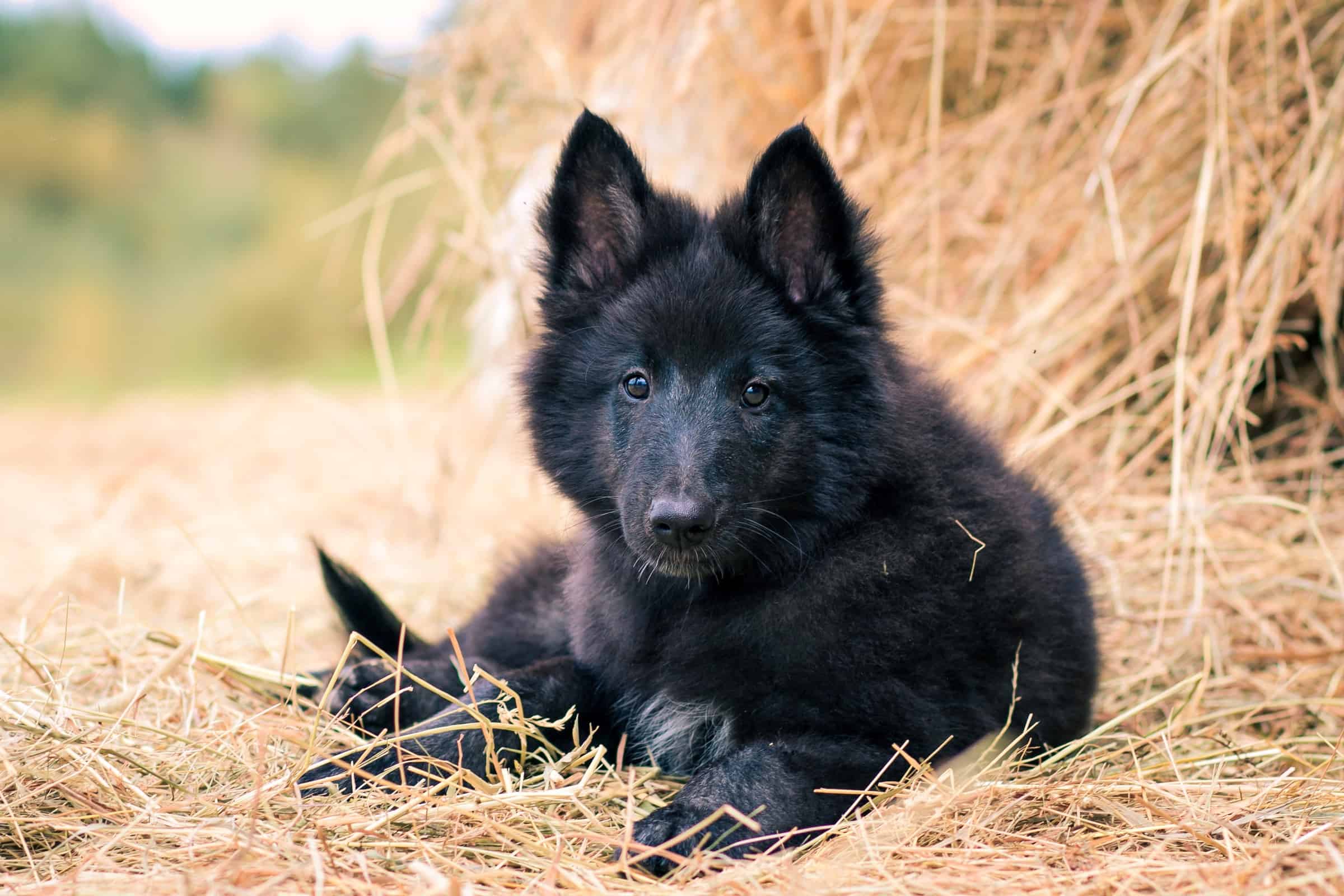 Long-Haired Belgian Malinois: Everything You Need to Know