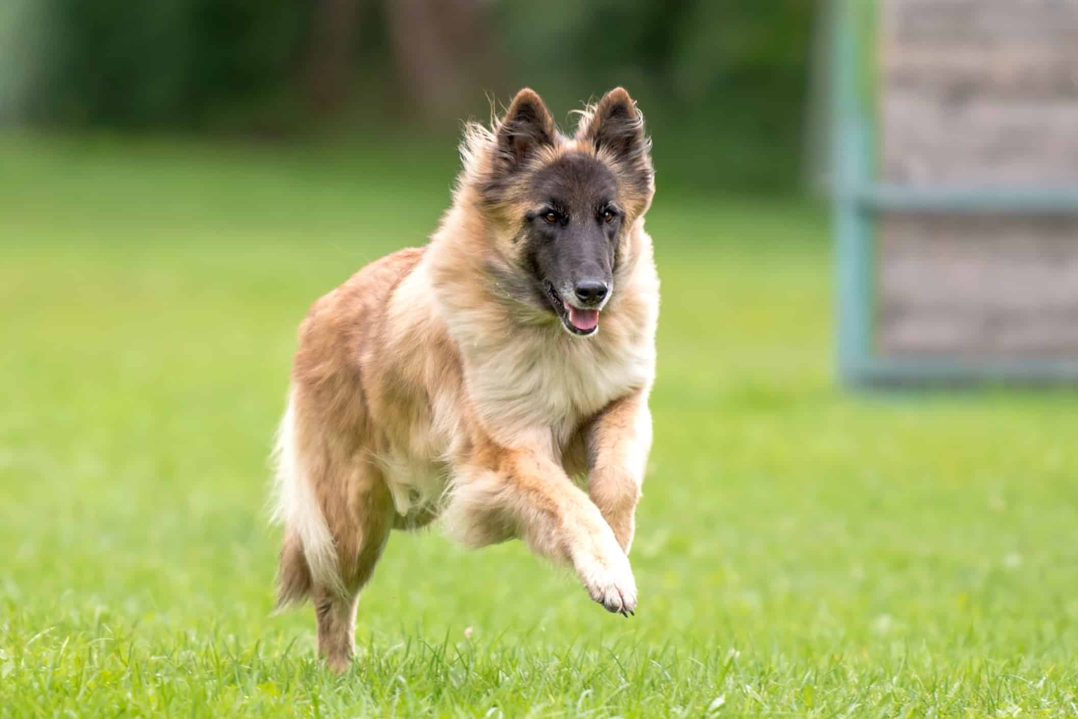 Long-Haired Belgian Malinois: Everything You Need to Know