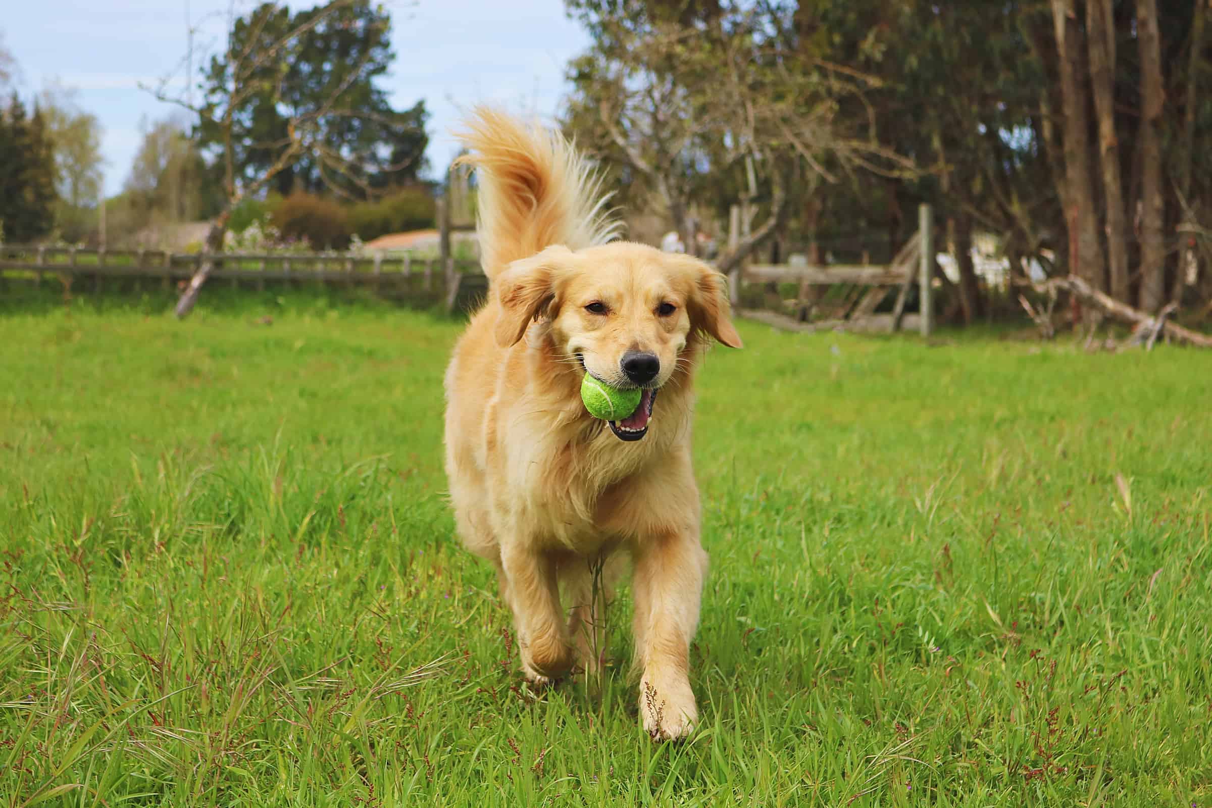 Long-Haired Golden Retriever: Everything You Need to Know