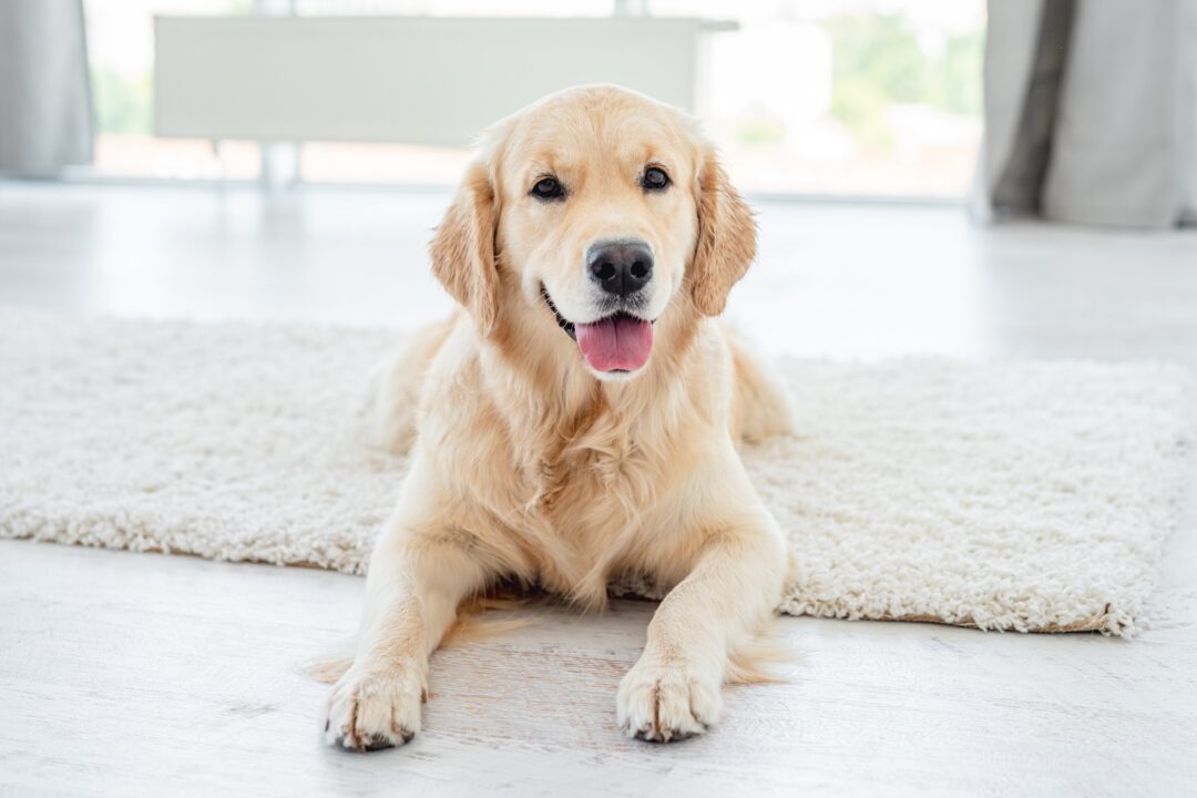 Long-Haired Golden Retriever: Everything You Need to Know