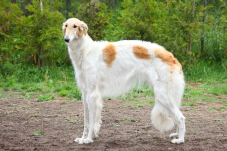 Long-Haired Greyhound: Do Greyhounds Have Long Hair?