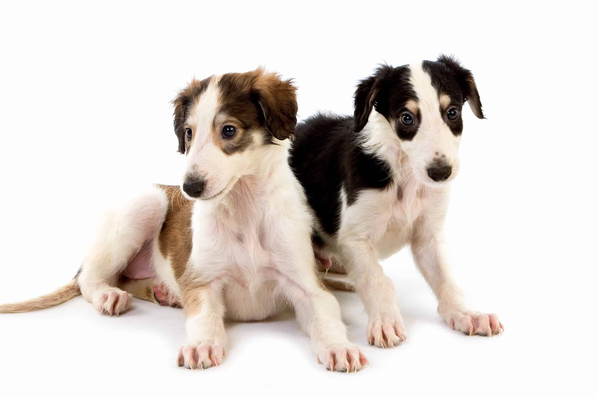 Long-Haired Greyhound: Do Greyhounds Have Long Hair?