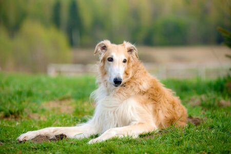 Long-Haired Greyhound: Do Greyhounds Have Long Hair?
