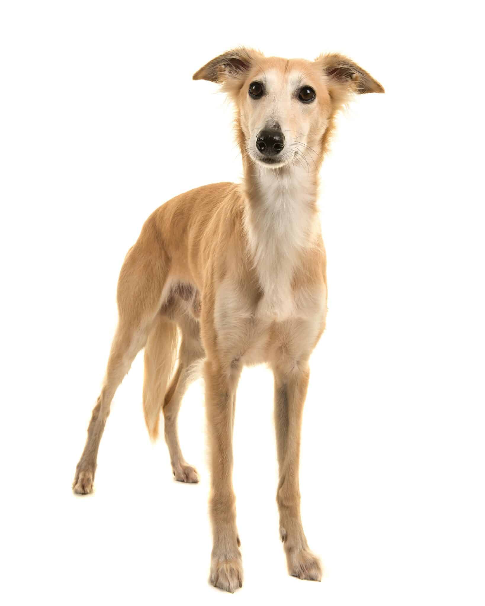 Longhaired Whippet (Silken Windsprite): Info, Pictures & Facts