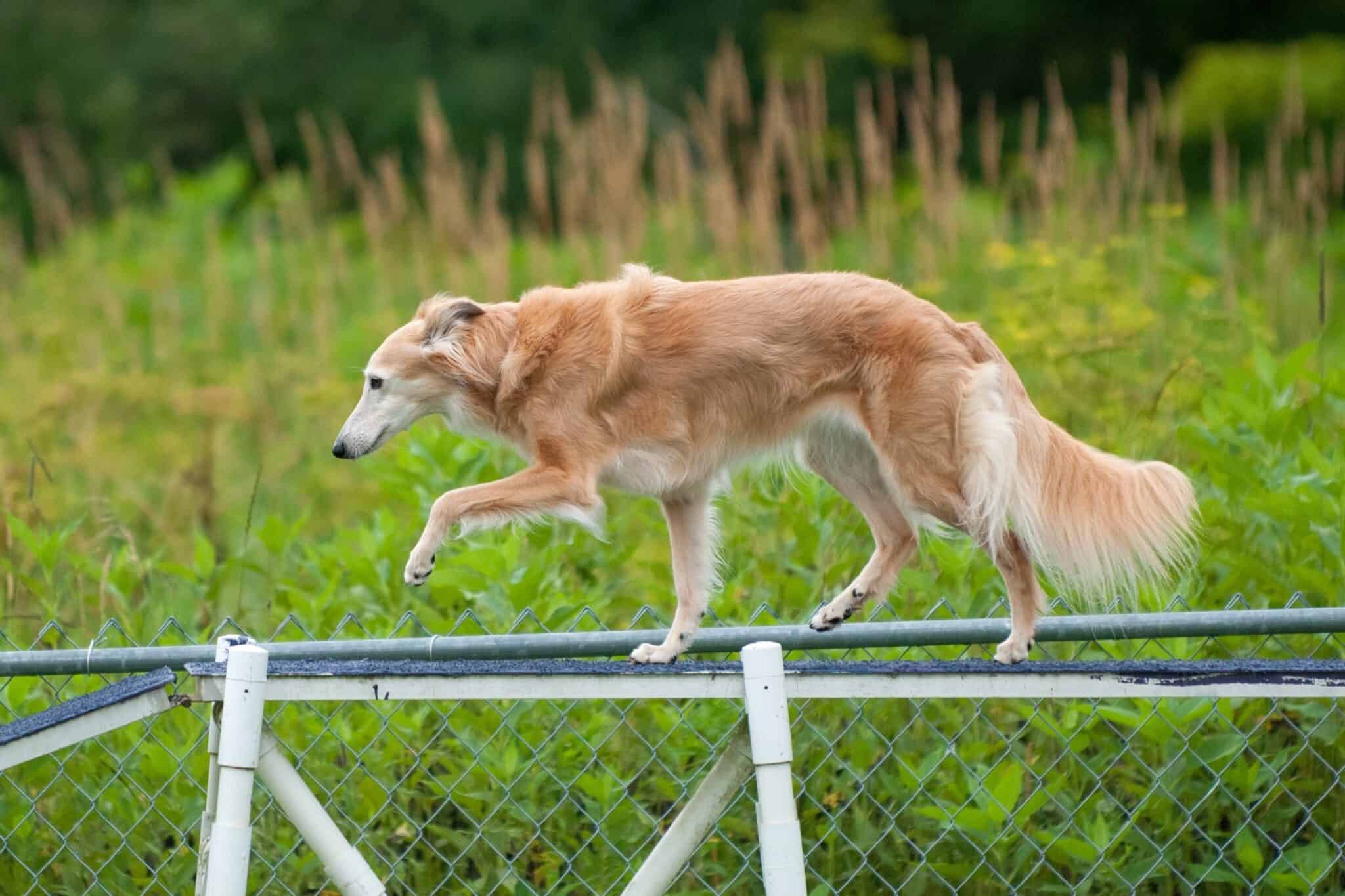 Longhaired Whippet (Silken Windsprite): Info, Pictures & Facts