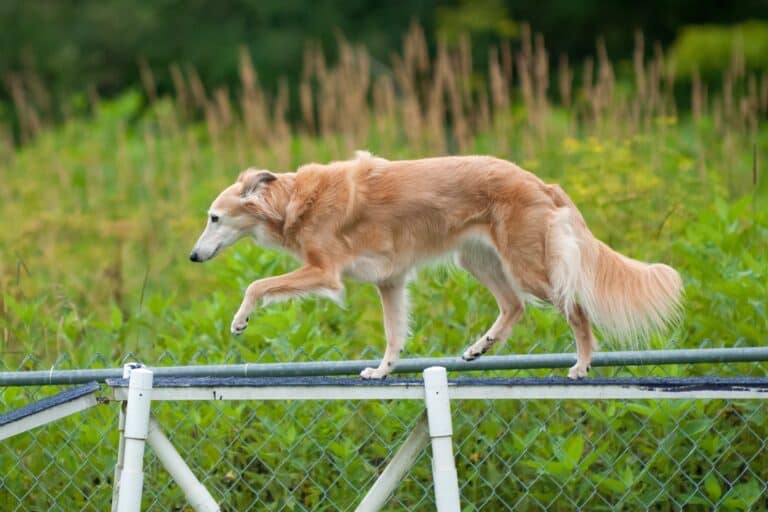 Longhaired Whippet (Silken Windsprite): Info, Pictures & Facts