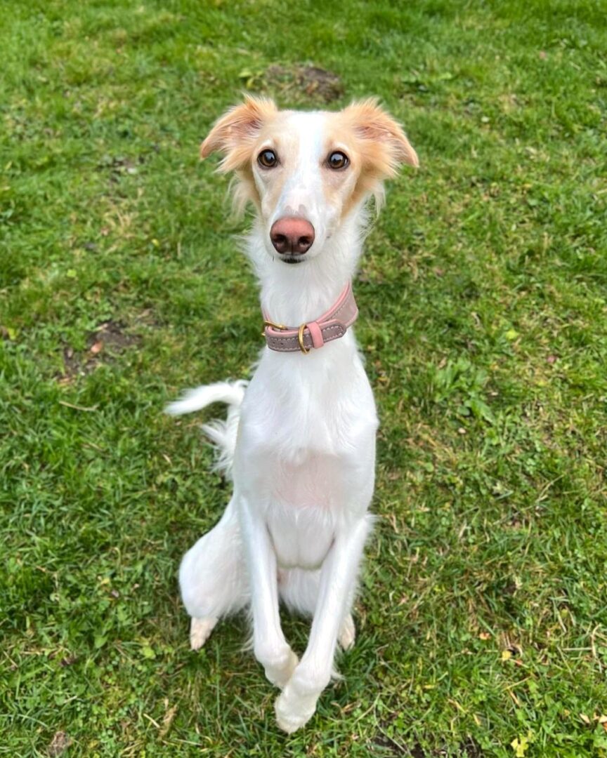 Longhaired Whippet (Silken Windsprite): Info, Pictures & Facts