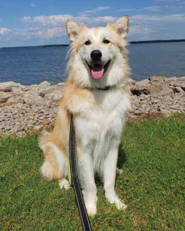 27 Beautiful Great Pyrenees Mixes (With Pictures) - Bubbly Pet