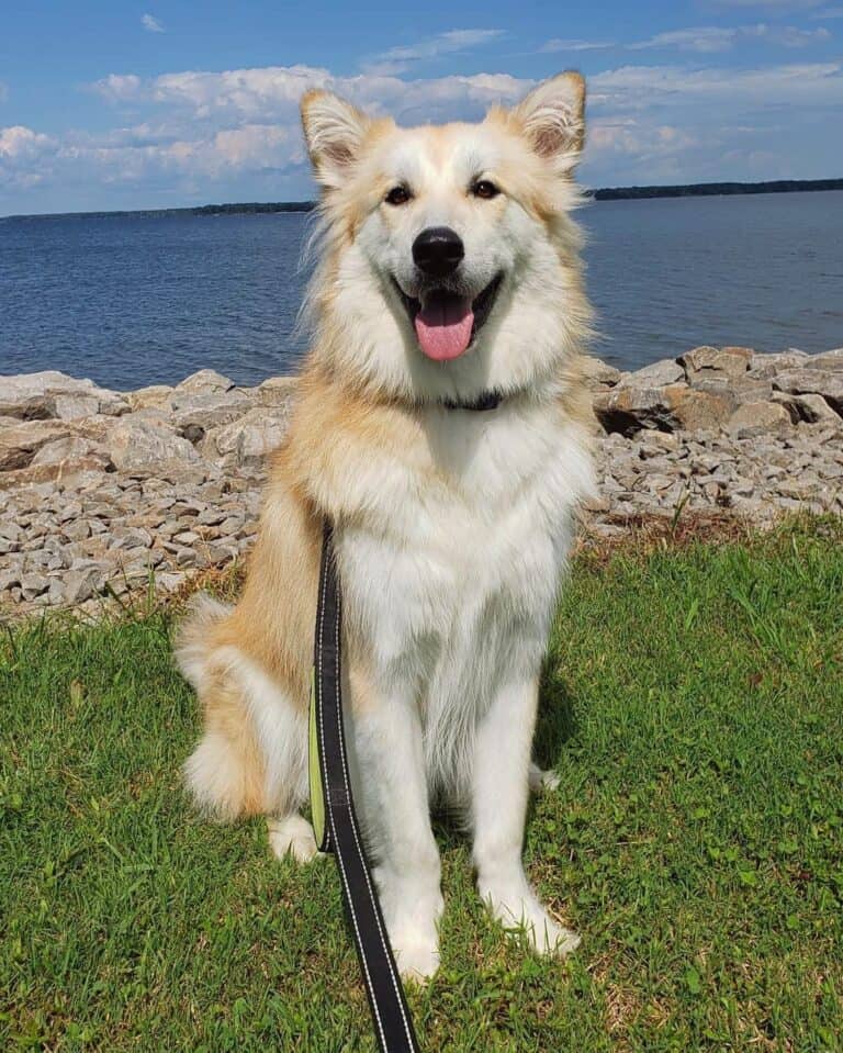 27 Beautiful Great Pyrenees Mixes (With Pictures) - Bubbly Pet