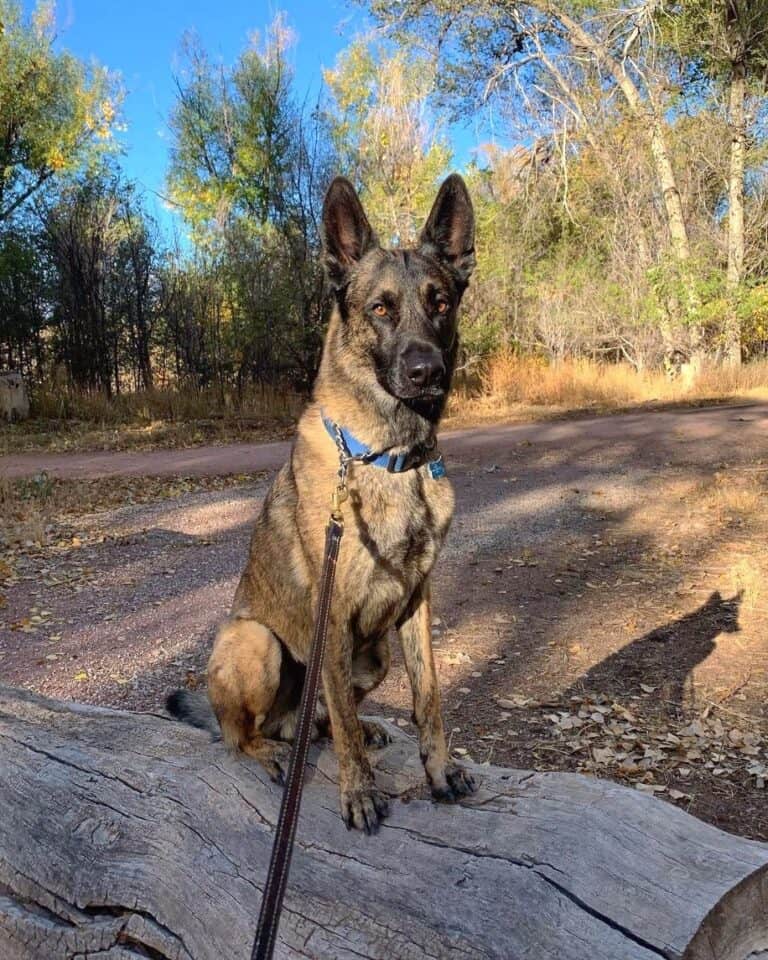 Belgian Malinois Mixes: 22 Unique Crossbreeds (With Pictures)
