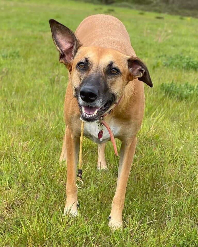 Belgian Malinois Mixes: 22 Unique Crossbreeds (With Pictures)