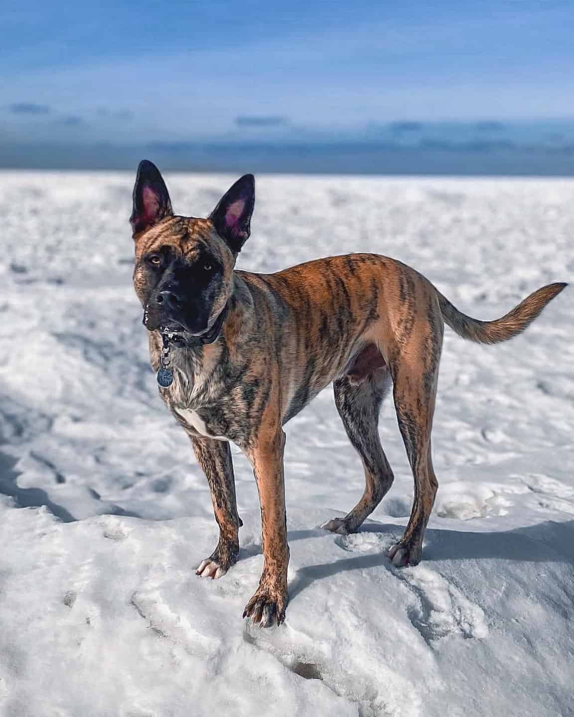 Belgian Malinois Mixes: 22 Unique Crossbreeds (With Pictures)