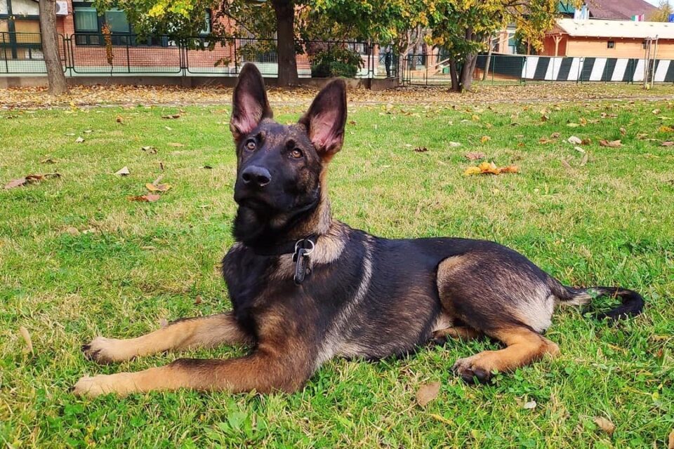 Belgian Malinois Mixes: 22 Unique Crossbreeds (With Pictures)