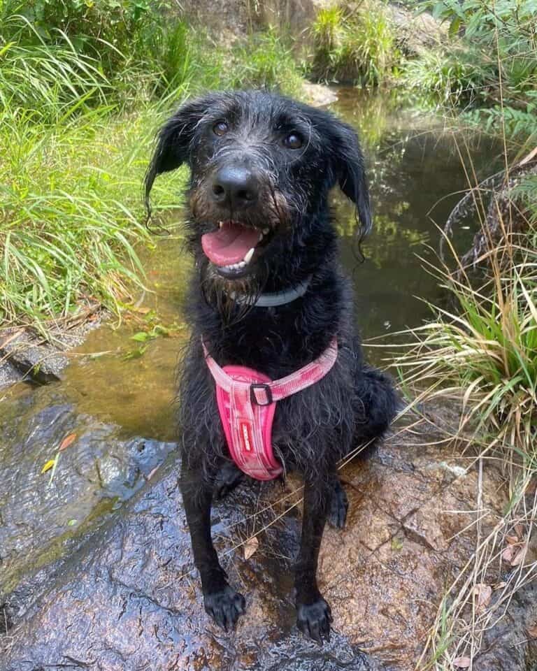 Belgian Malinois Mixes: 22 Unique Crossbreeds (With Pictures)