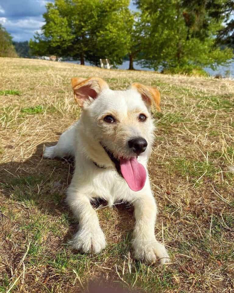 Shiba Inu Mixes: 20 Different Shiba Crossbreeds (With Pictures)