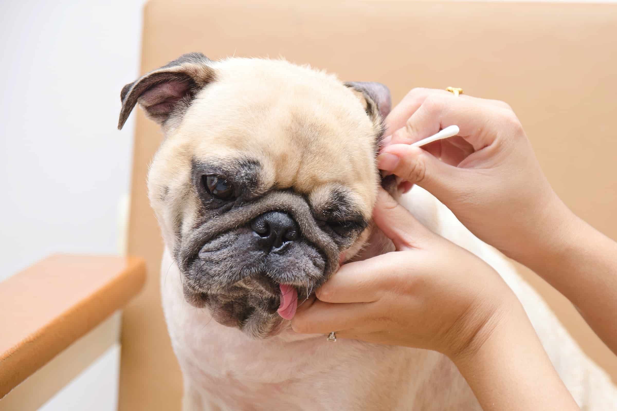 Black Stuff in Your Dog's Ears? Causes & Treatments (With FAQ)