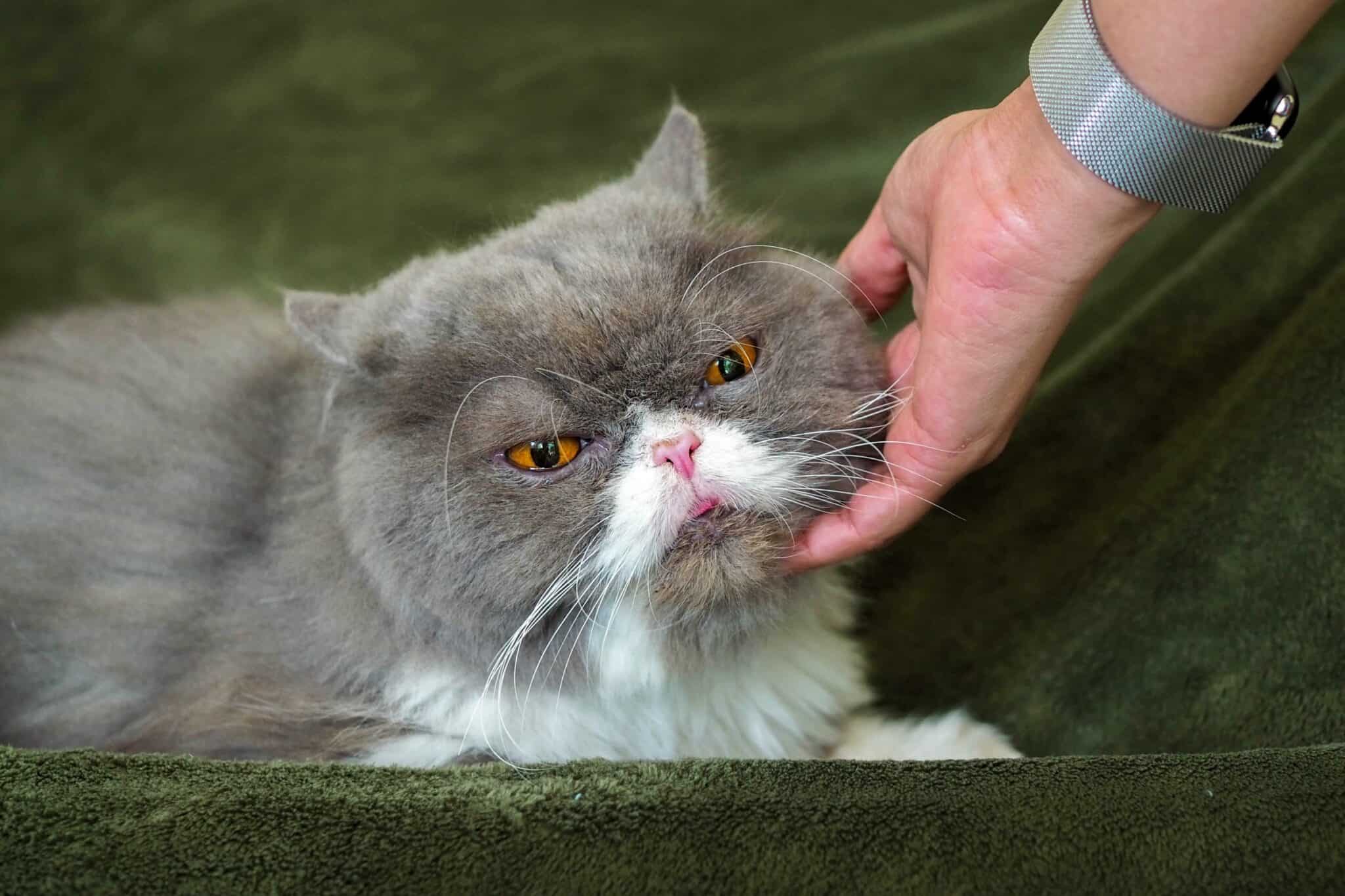 Inbred Cats: Signs, Problems, Lifespan & Facts