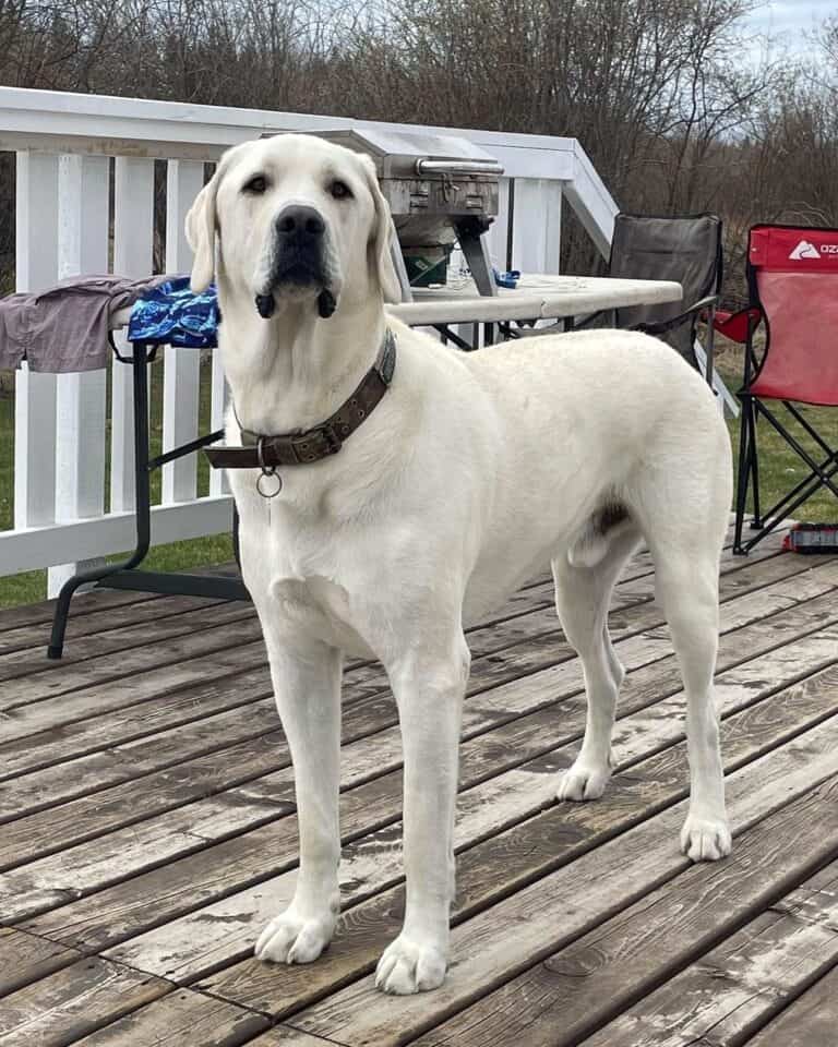 27 Beautiful Great Pyrenees Mixes (With Pictures) - Bubbly Pet
