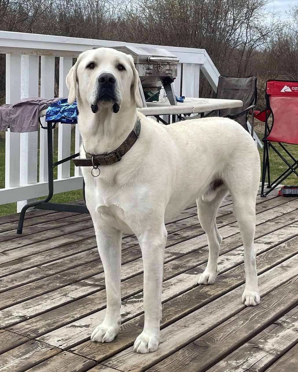 27 Beautiful Great Pyrenees Mixes (With Pictures) - Bubbly Pet