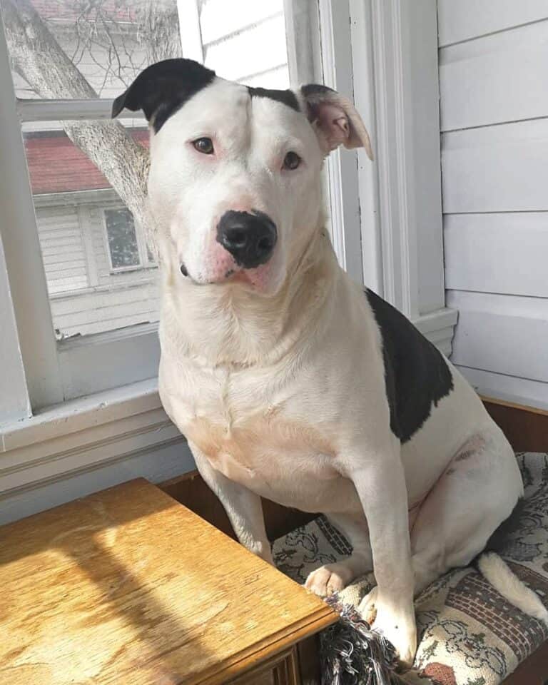 36 Bull Terrier Mixes You'll Want to Bring Home