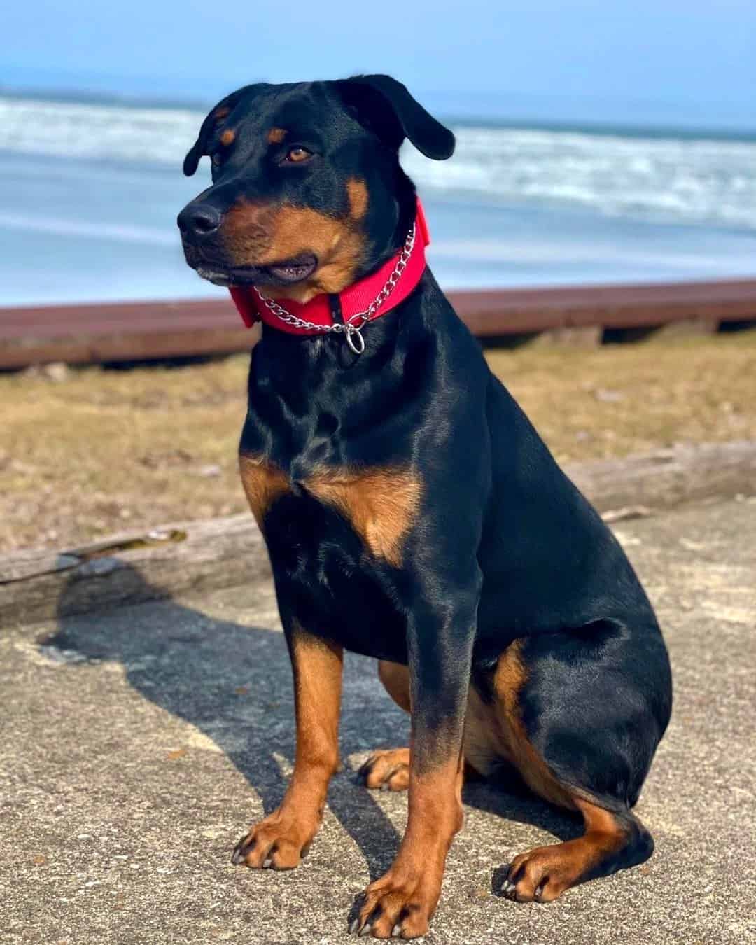 Rottweiler Mixes: 41 Best Rottie Crossbreeds (With Pictures)
