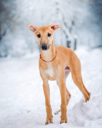 Miniature Whippet: A Complete Guide to the Mini Whippet