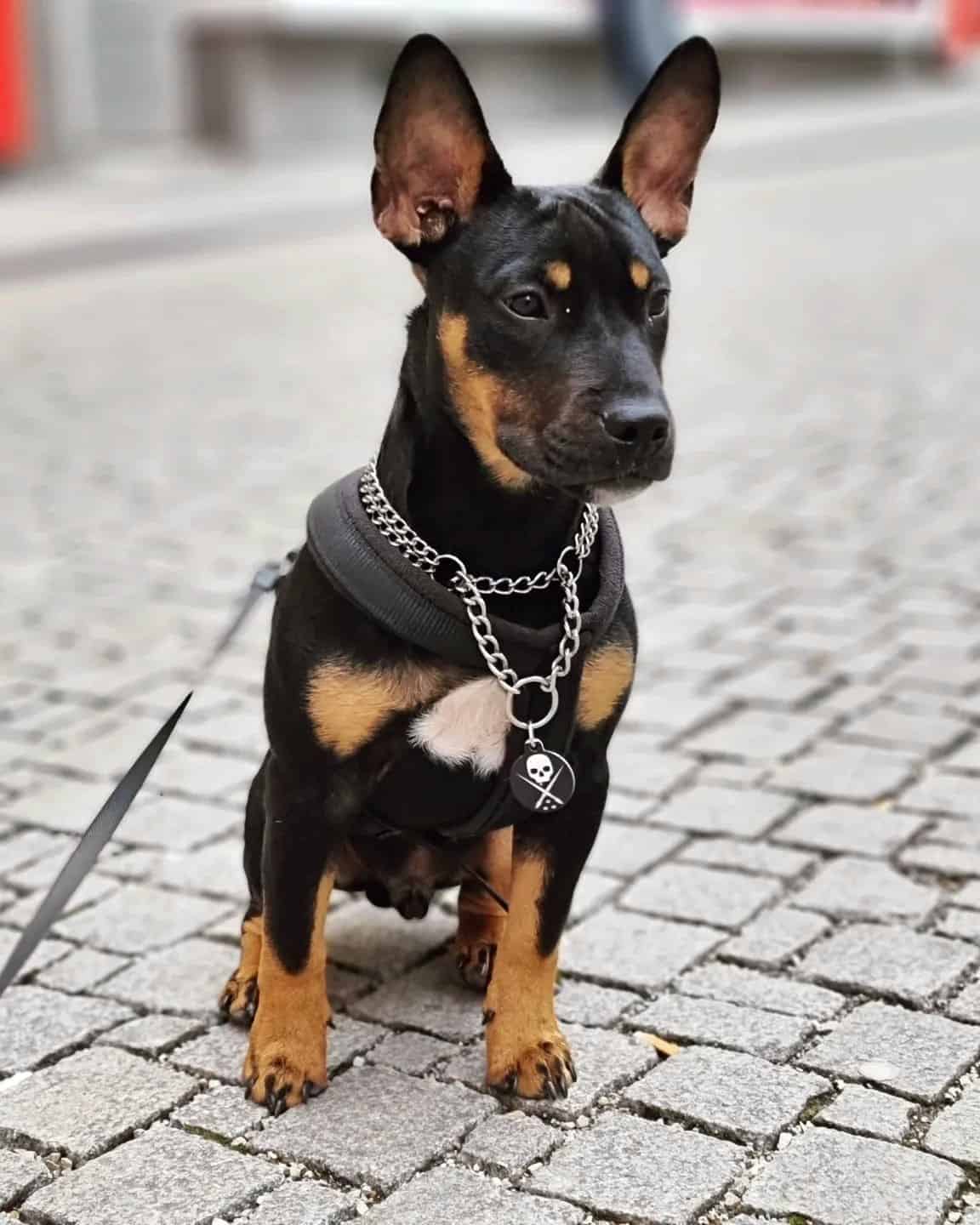 36 Bull Terrier Mixes You'll Want to Bring Home